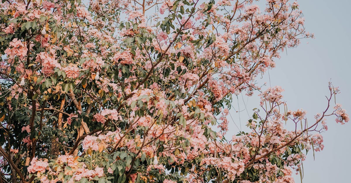 Kristi Noem : sous le feu des critiques après des morts à Minneapolis ...